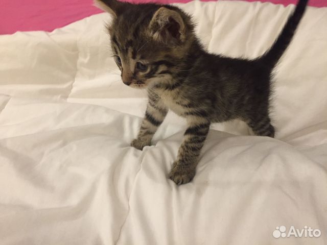 Котёнок самый любопытный и смелый
