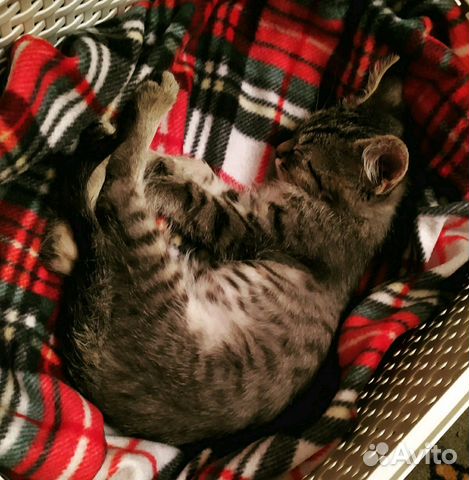 Котенок в хрпошие руки
