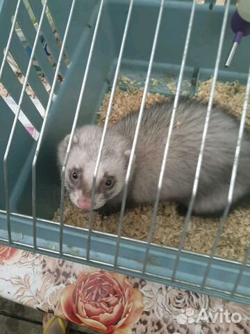 Хорек сибирский