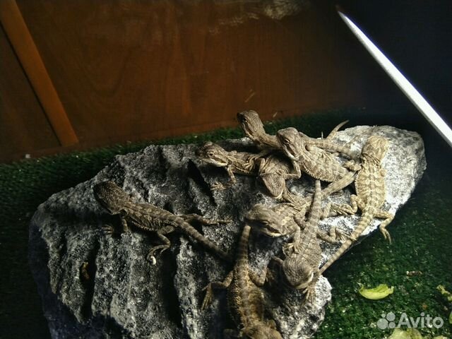 Агама бородатая