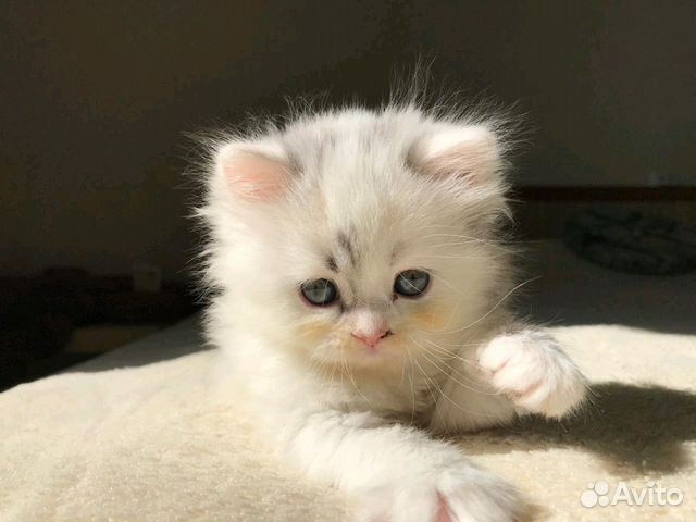 Шотландская