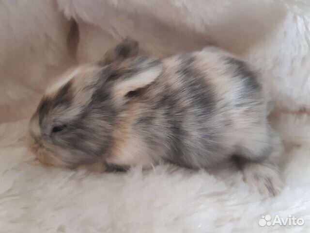 Крольчонок