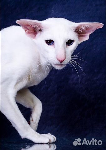 Сиамский кот