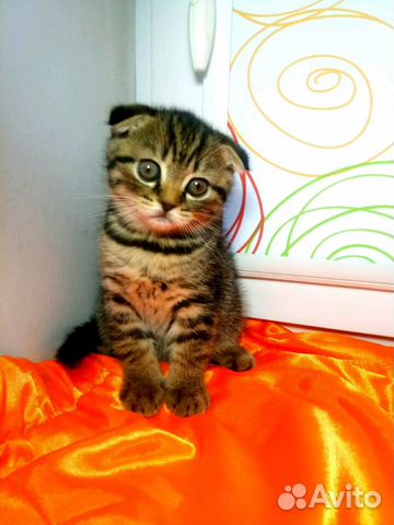 Шотландские друзья