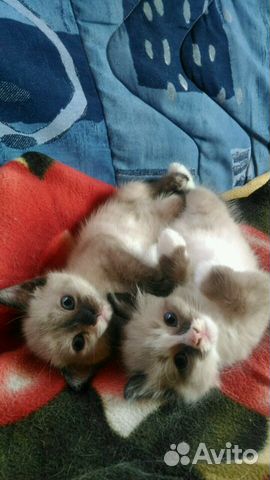 Тайские котята