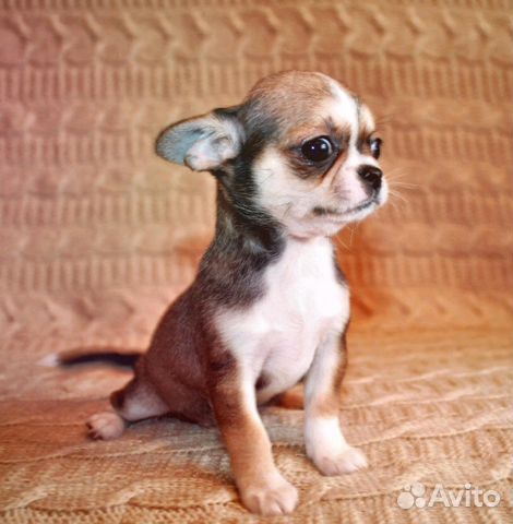 Девочки чихуахуа 08.03