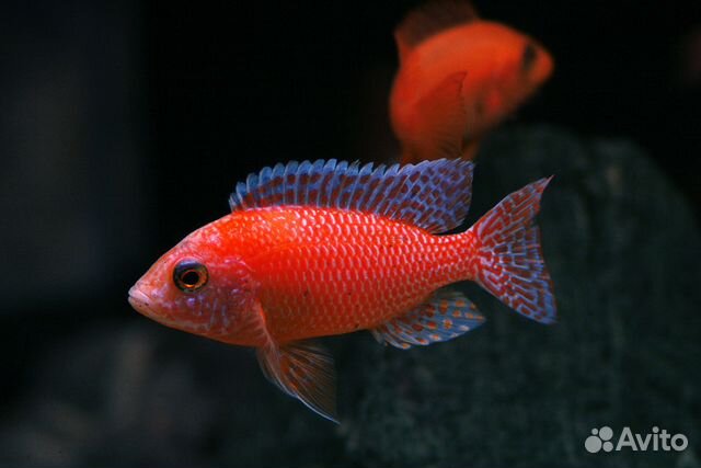 Цихлиды Аулонокары ред 9-13см