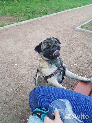 Мопс ищет невесту