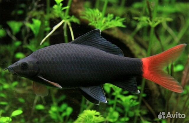 Рыбка Лабео