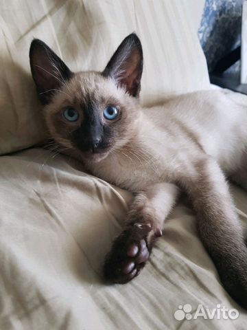 Тайский котенок 3мес