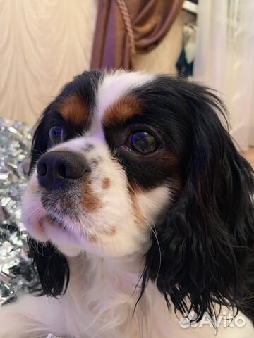 Кобель для вязки Кавалер Кинг Чарльз Спаниэль