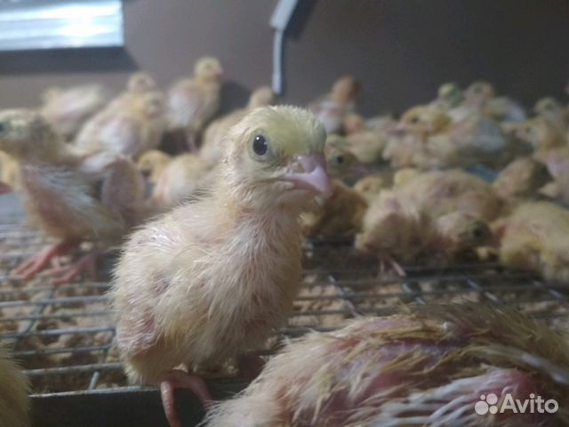 Перепела суточные.яйцо