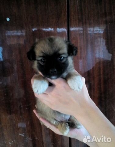 Метис пекинеса