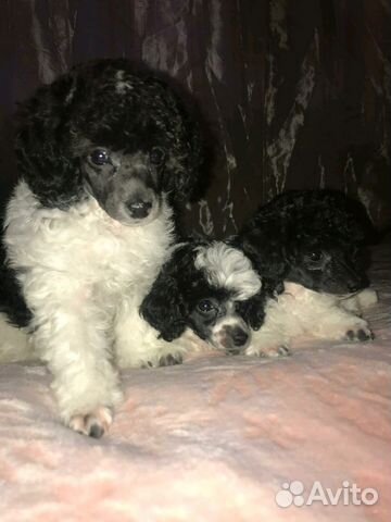 Щенки арлекины