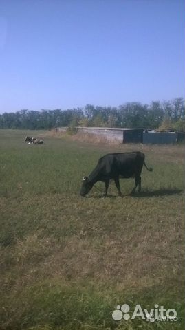 Штахановского