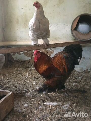 Брама куропатчатый+ Изабель