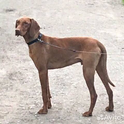 Сбежал Кобель венгерской выжлы