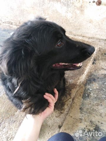 Собака Стелла хочет избежать усыпления