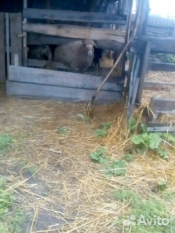 Продажа овец