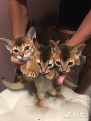 Абиссинские котята