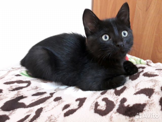 Мини- Багира