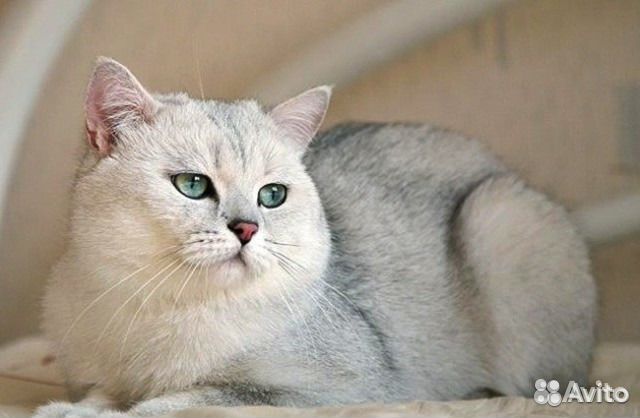 Британский кот (шиншилла) на вязку