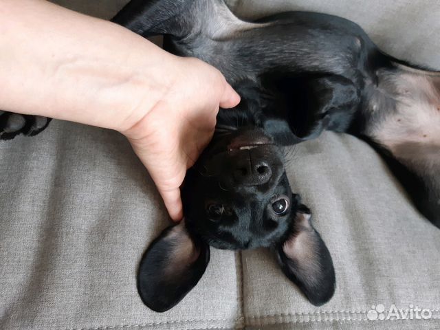 Собака метиска Русский спаниель+той терьер