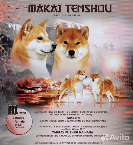 Щенки сиба-ину