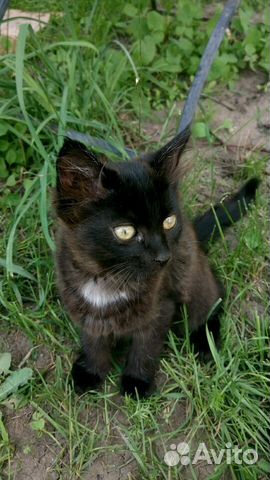 Котёнок мышелов