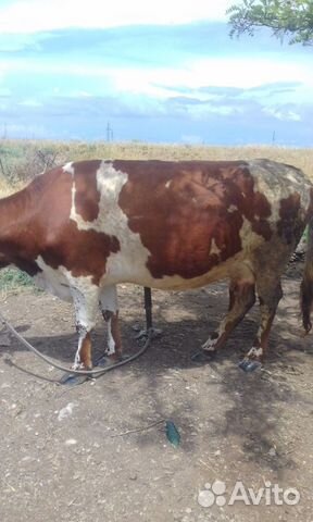 Продаётся стельная корова