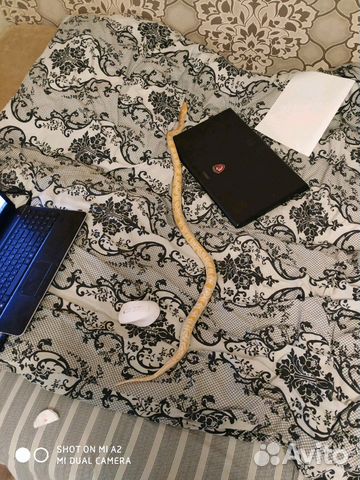 Тигровый питон альбинос