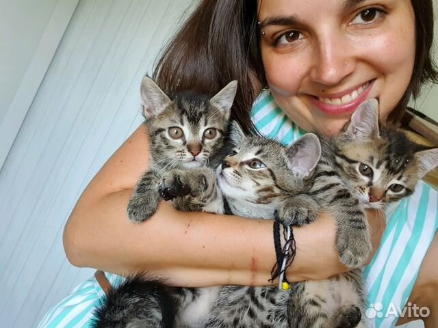 Котята ищут дом