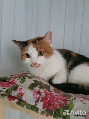 Басенька хочет домой