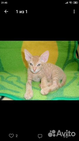 Котята донского сфинкса