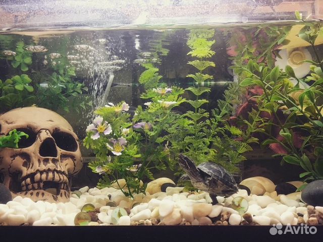 Мускусная черепаха