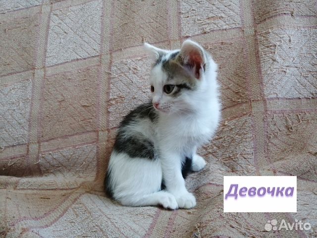 Котята ищут уютный дом