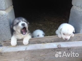 Щенки