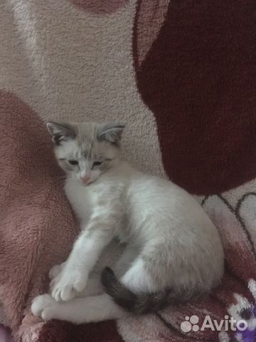 Котёнок