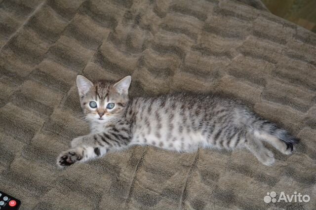 Отдам в хорошие руки кошечку