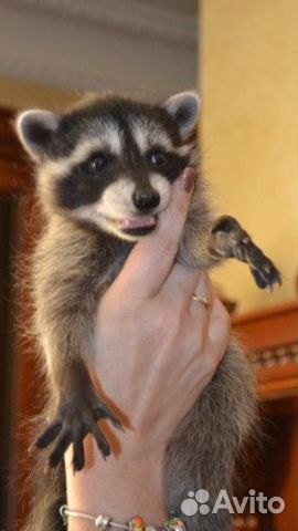 Щенок енота