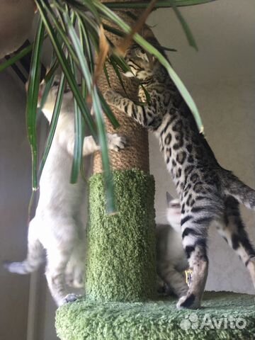 Бенгальские котята