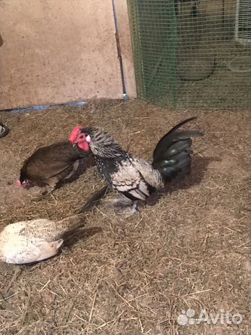 Питух Сибрайт