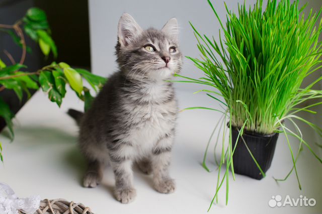 Юные хвостатые охотницы - котята