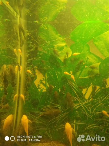 Сомики-присоски