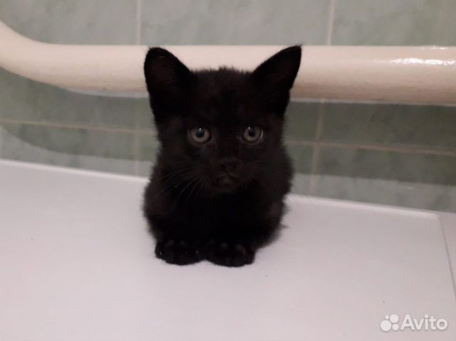 Котёнок девочка 2 мес Шаня