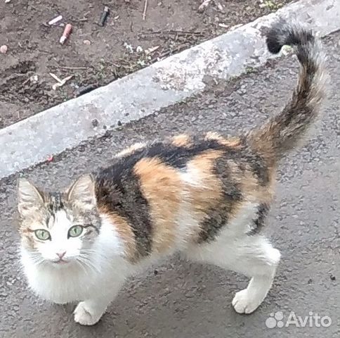 Отдам кошку трехцветную