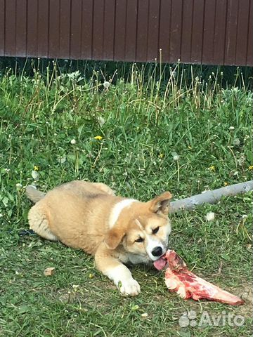 Щенок (мальчик) помесь акита-ину