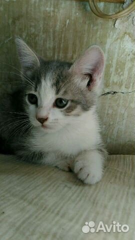 Родилась с коротким хвостиком