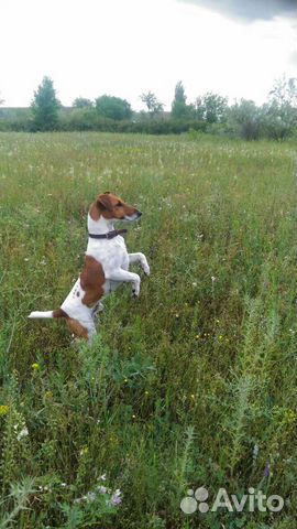 Фокстерьер вязка