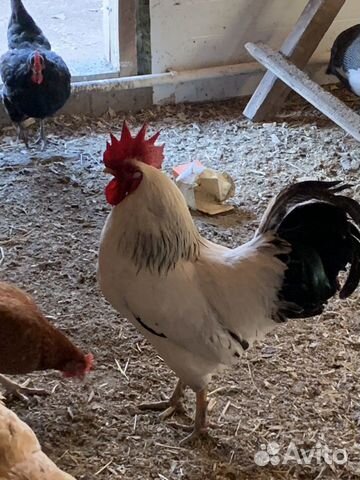 Петухи пушкинской породы